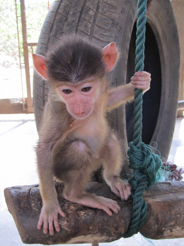 Delicious Expeditions » Blog Archive » Baby Baboon Love