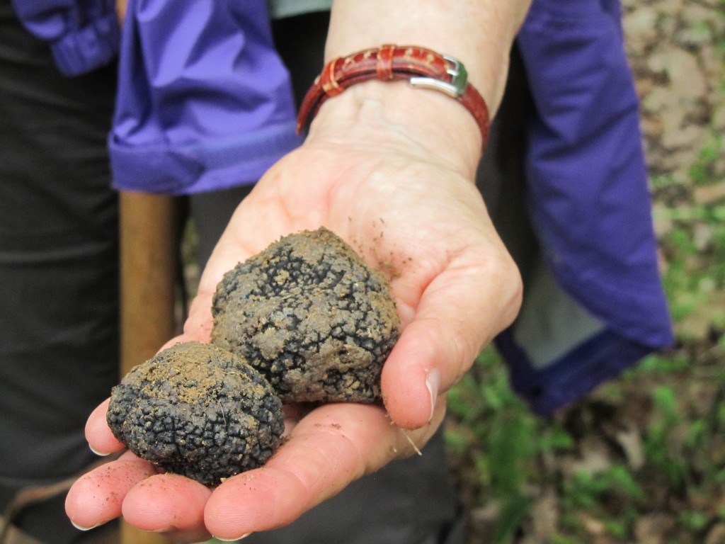 Delicious Expeditions